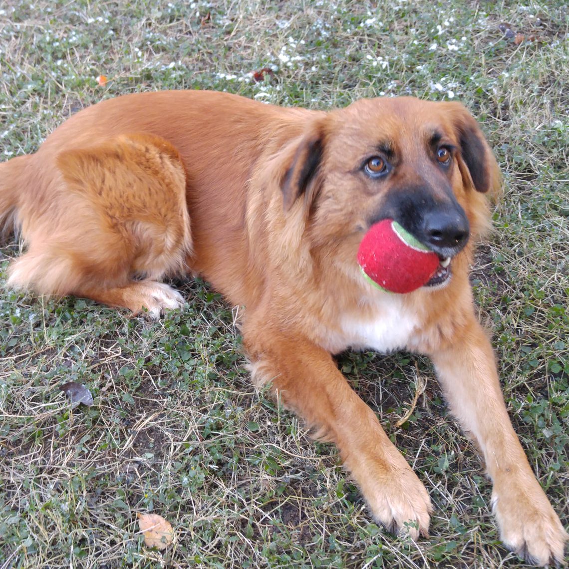 5 Tips for Owning a Golden Shepherd | Golden Shepherd Dogs