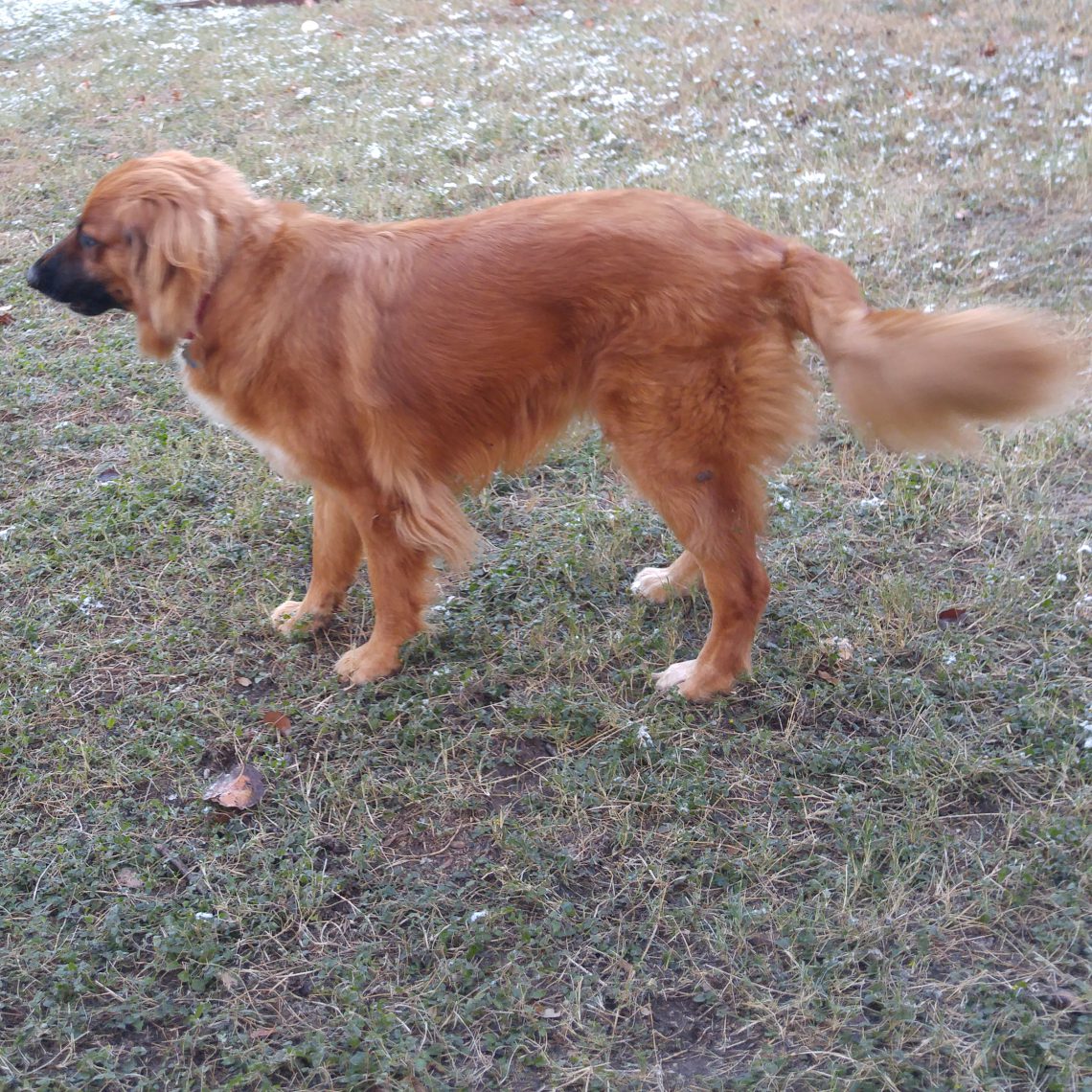 Photos | Golden Shepherd Dogs