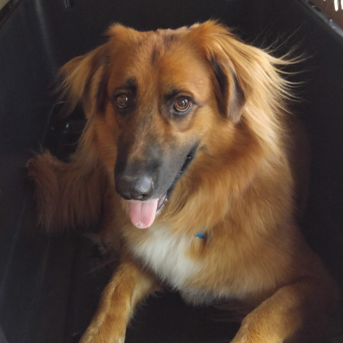 Golden Shepherd Dogs