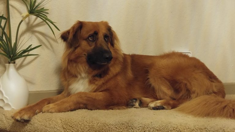 Golden Shepherd Dogs