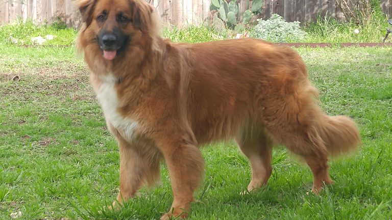 5 Tips for Owning a Golden Shepherd | Golden Shepherd Dogs