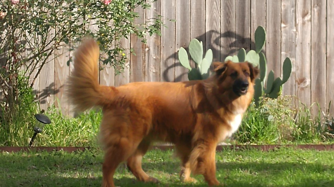 Photos | Golden Shepherd Dogs