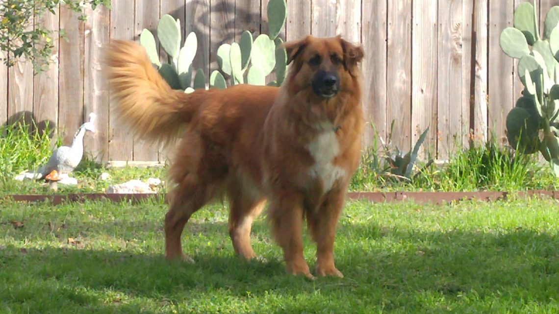 Photos | Golden Shepherd Dogs